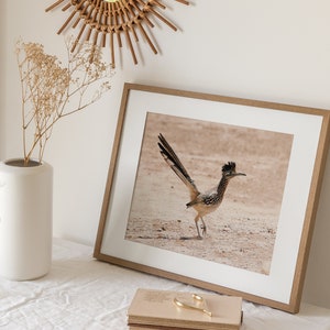 Road Runner Wall Art, Arizona Road Runner Photo, Desert Wildlife Print ...
