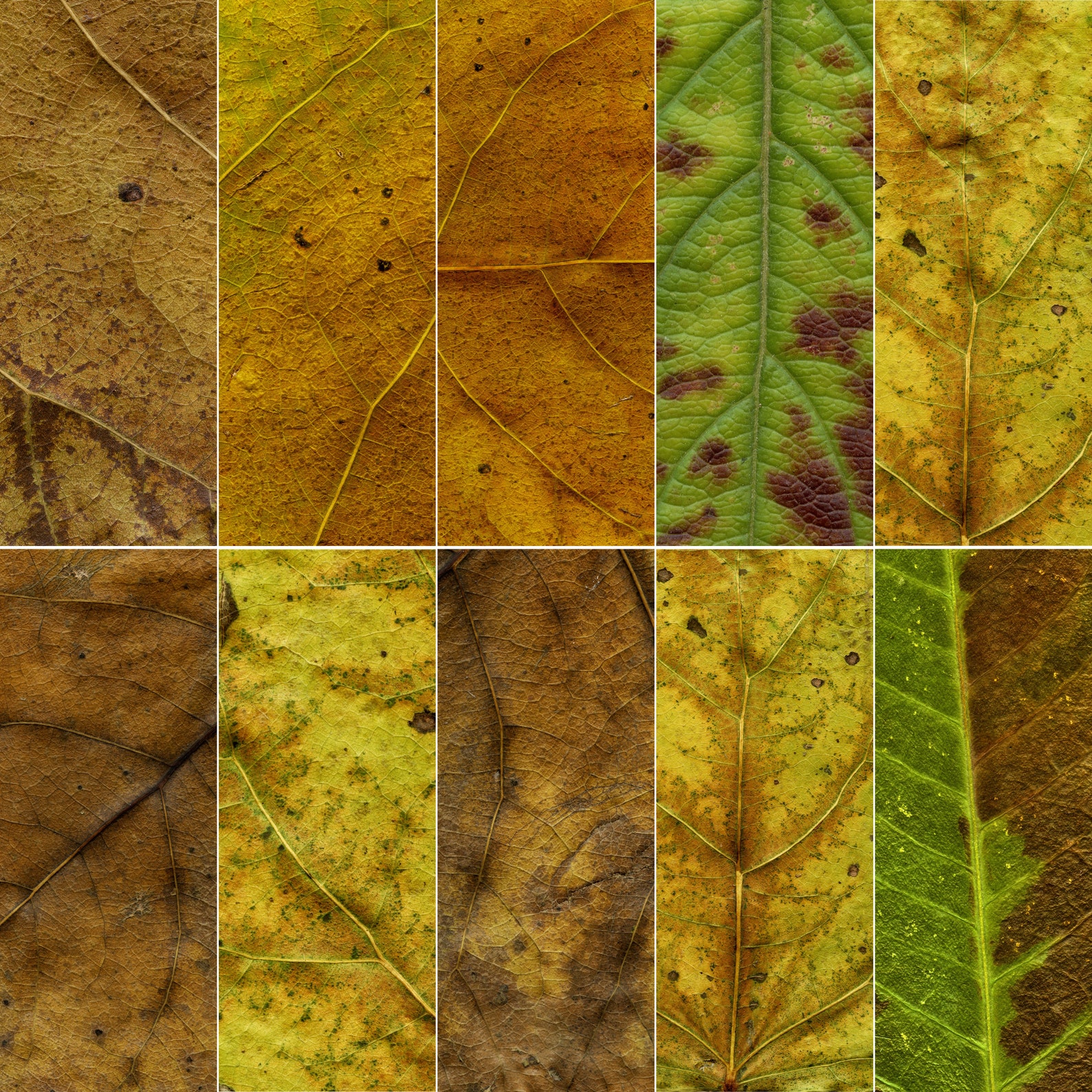 10 Leaves Textures, Tree Leaves Paper, Leaves Paper, Leaves Digital ...