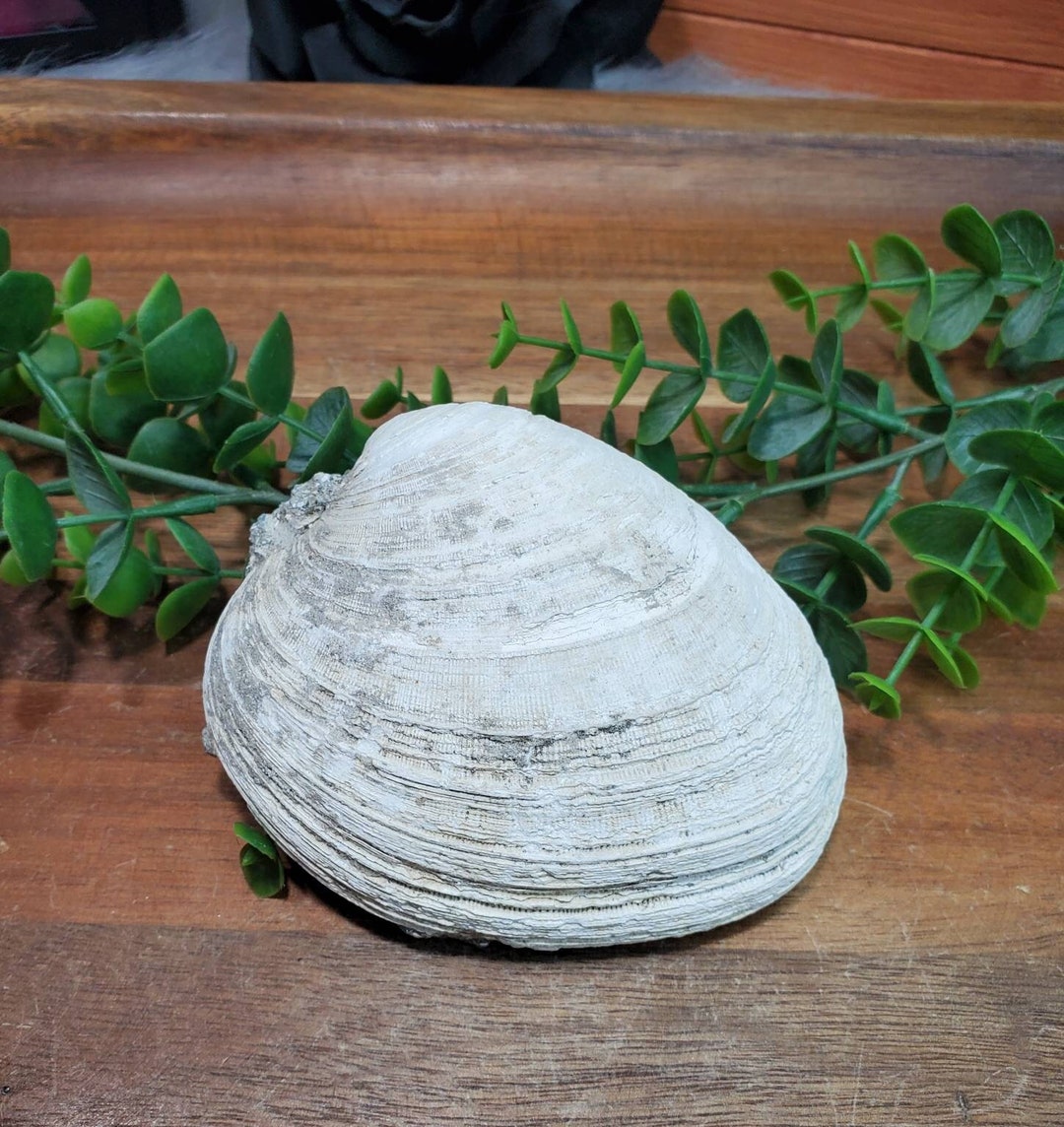 Large Clam Shell Fossil From Ruck's Pit, FL / Fort Drum Crystal Mine - Etsy