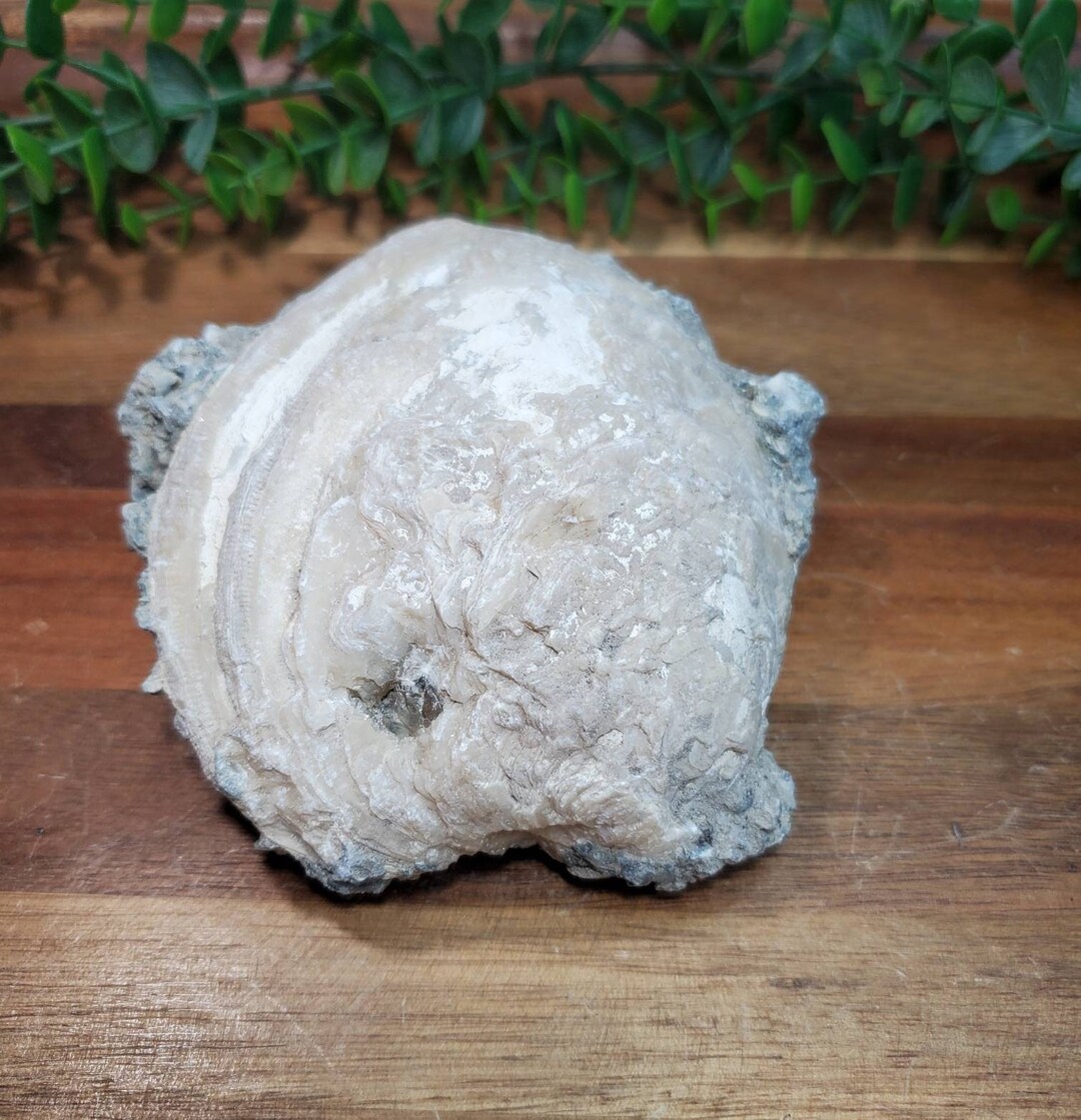 1.2lb Calcified Clam Shell Fossil From Ruck's Pit, FL / Fort Drum ...