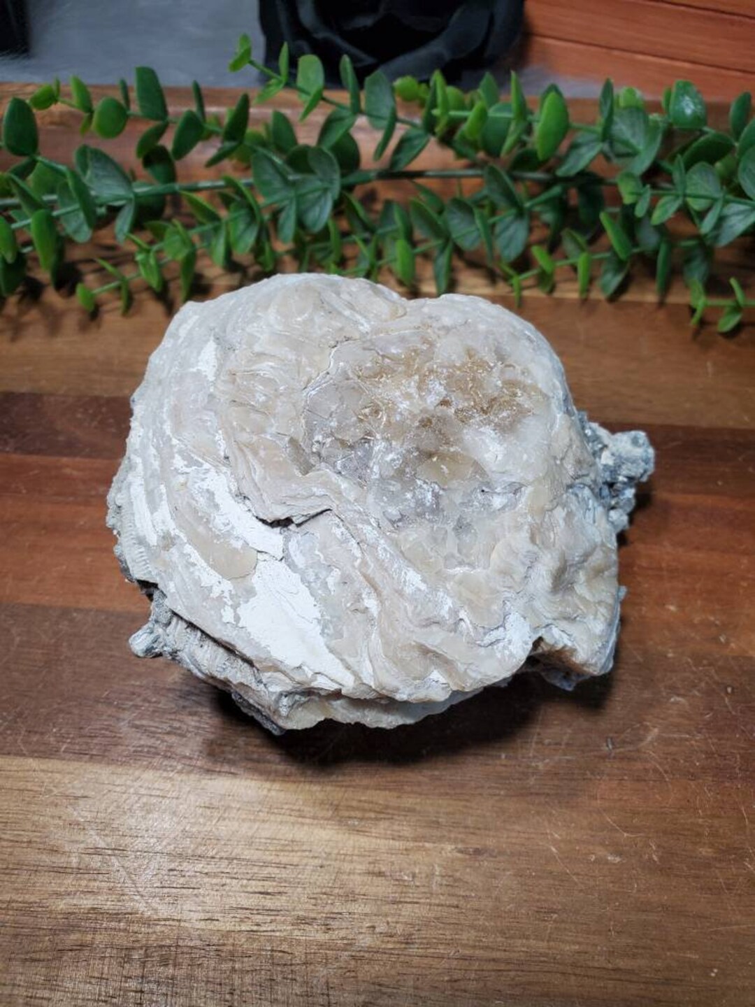 1.4lb Calcified Clam Shell Fossil From Ruck's Pit, FL / Fort Drum ...