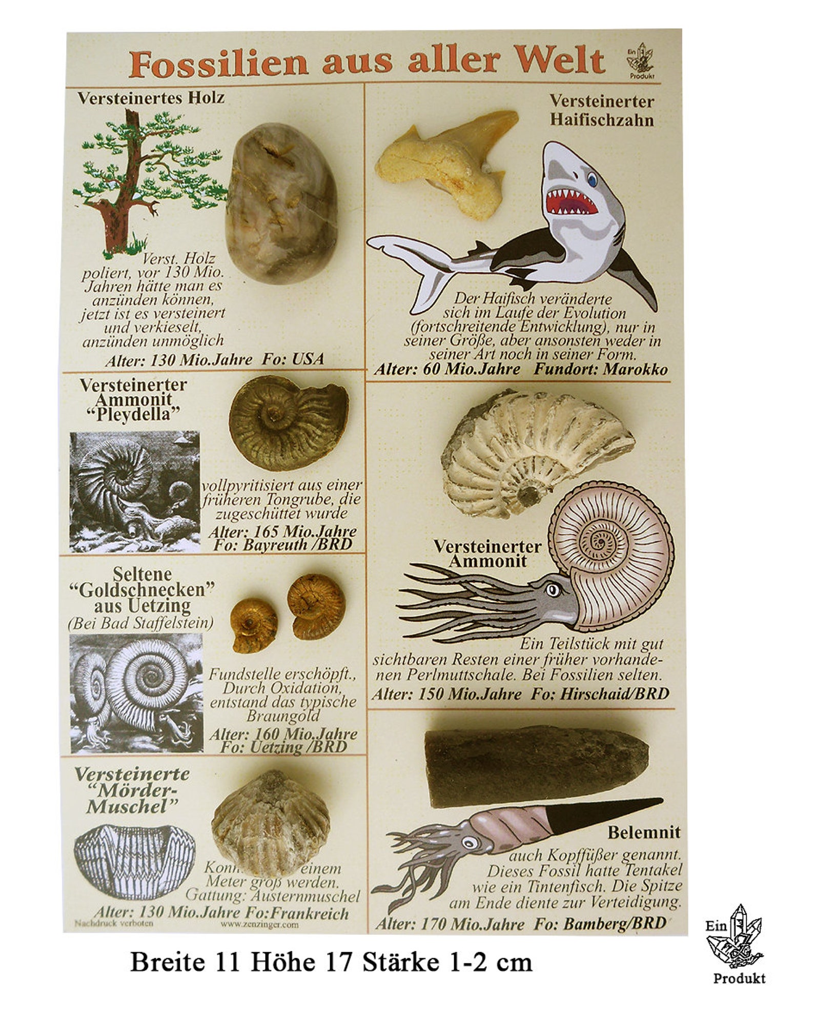 Fossils From All Over the World, Millions of Years Old Fossils, Fossil ...