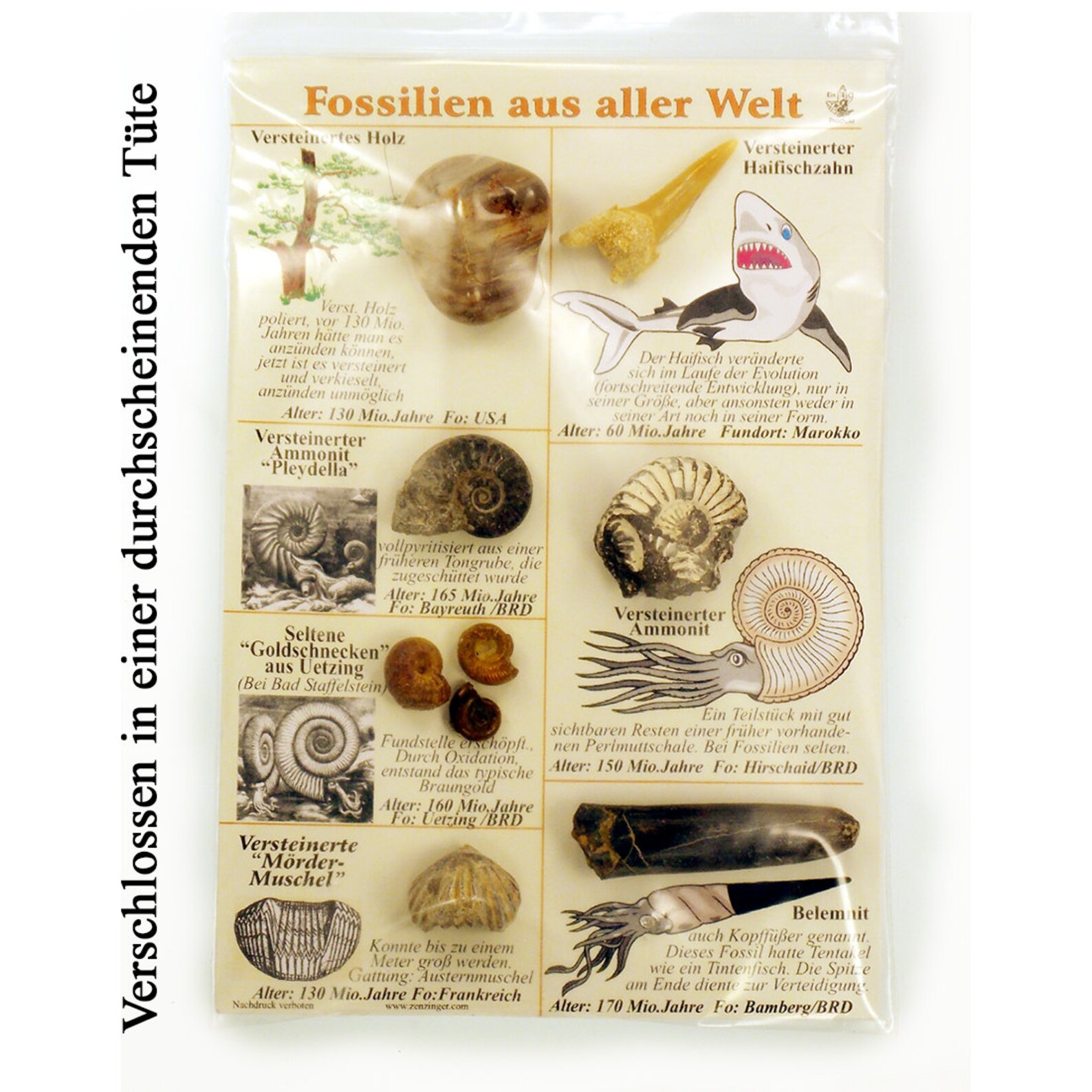 Fossils From All Over the World, Millions of Years Old Fossils, Fossil ...