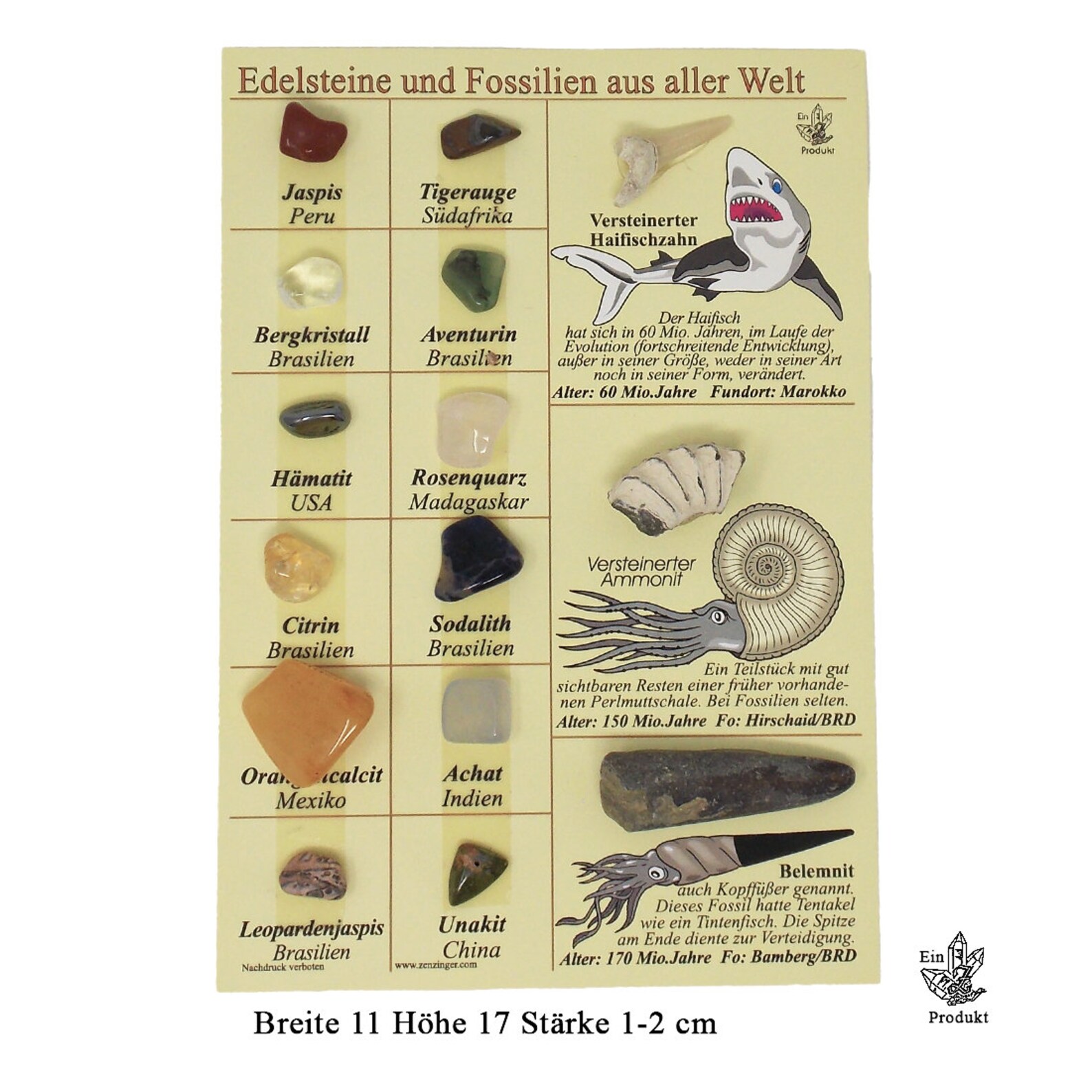Fossils From All Over the World, Millions of Years Old Fossils, Fossil ...