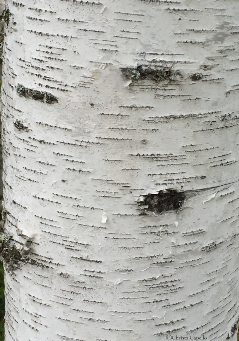 Birch Art Print -instant Digital Download, Farmhouse Decor, Photography ...