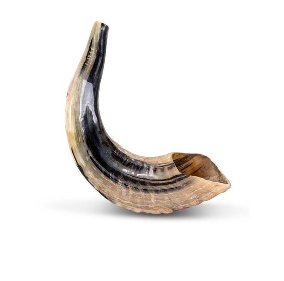 Jewish Ram's Horn Shofar Classic Natural Handmade - Etsy