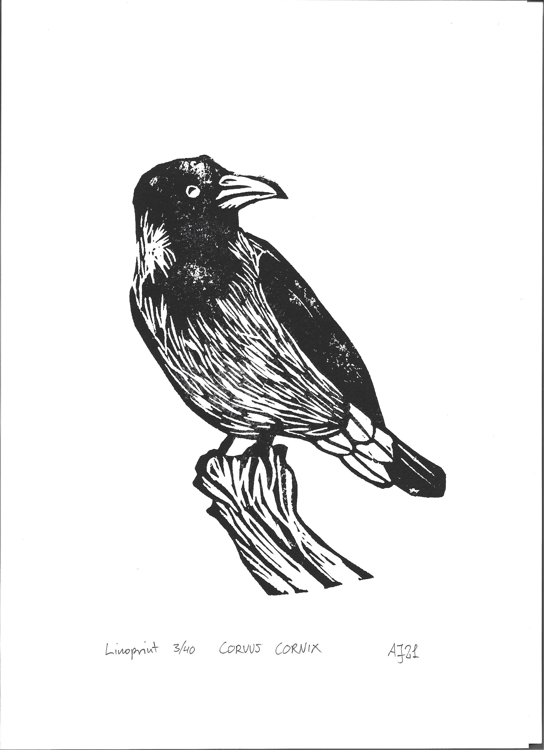 Covus Cornix, Linoprint, Crow, Kråke - Etsy UK