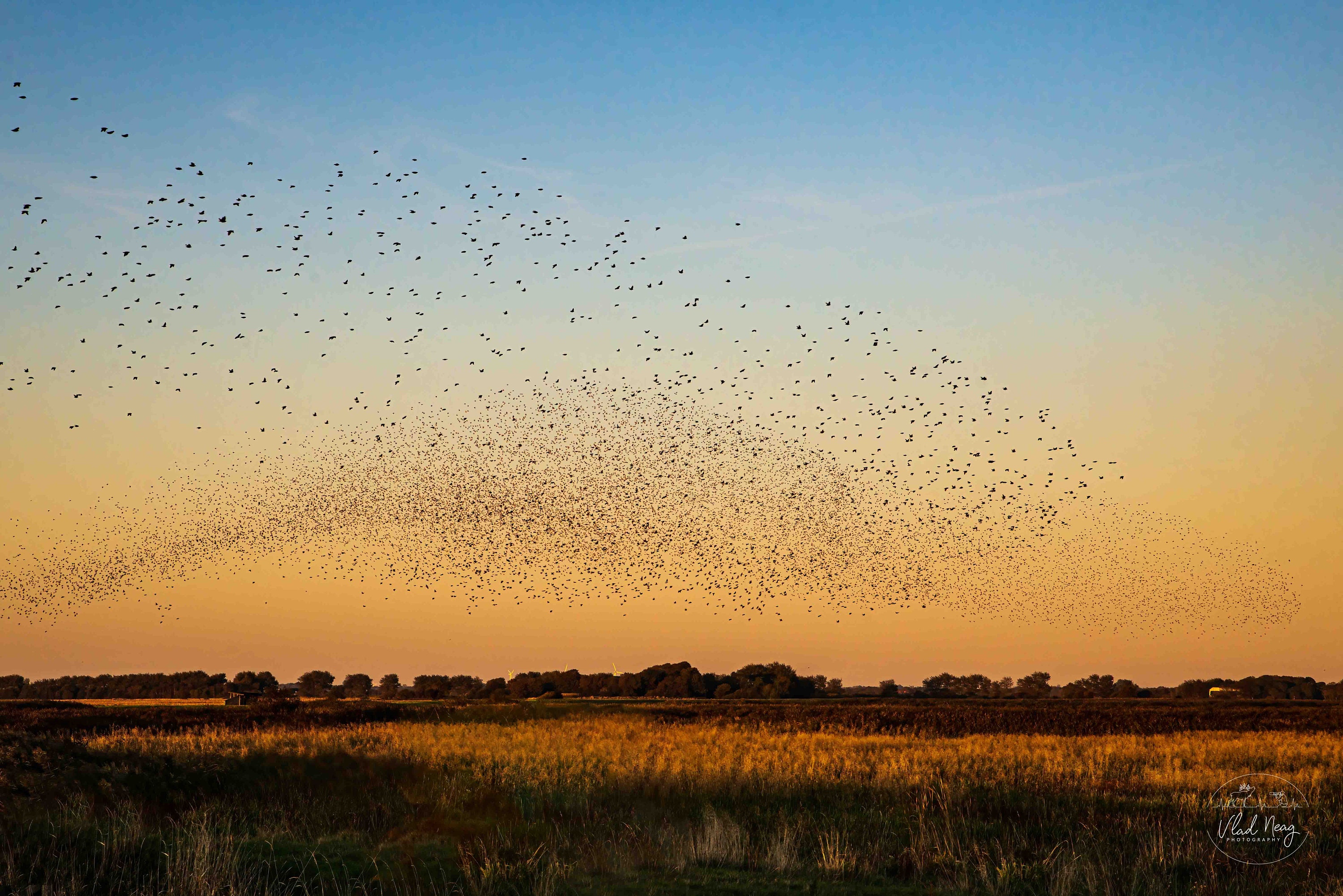 Starling Murmuration Limited Edition Wall Art Print, Wildlife ...