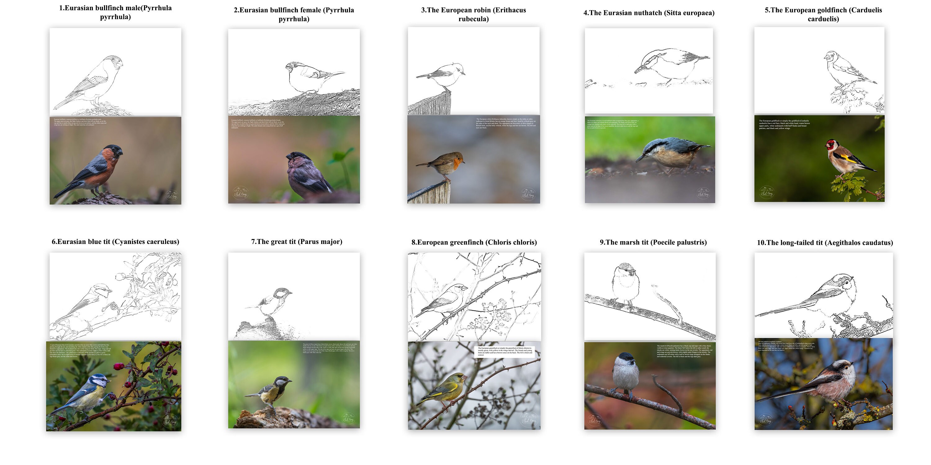 Learn Birds by Color; Digital Coloring Book; 10 European Garden Birds ...