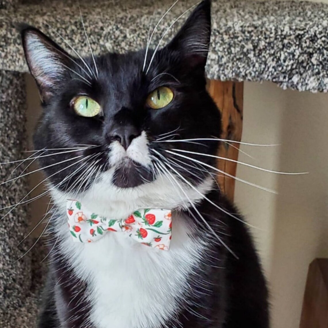 Dog Collar Bow Cat Bow Strawberry Hair Bow Puppy Bow Cat - Etsy