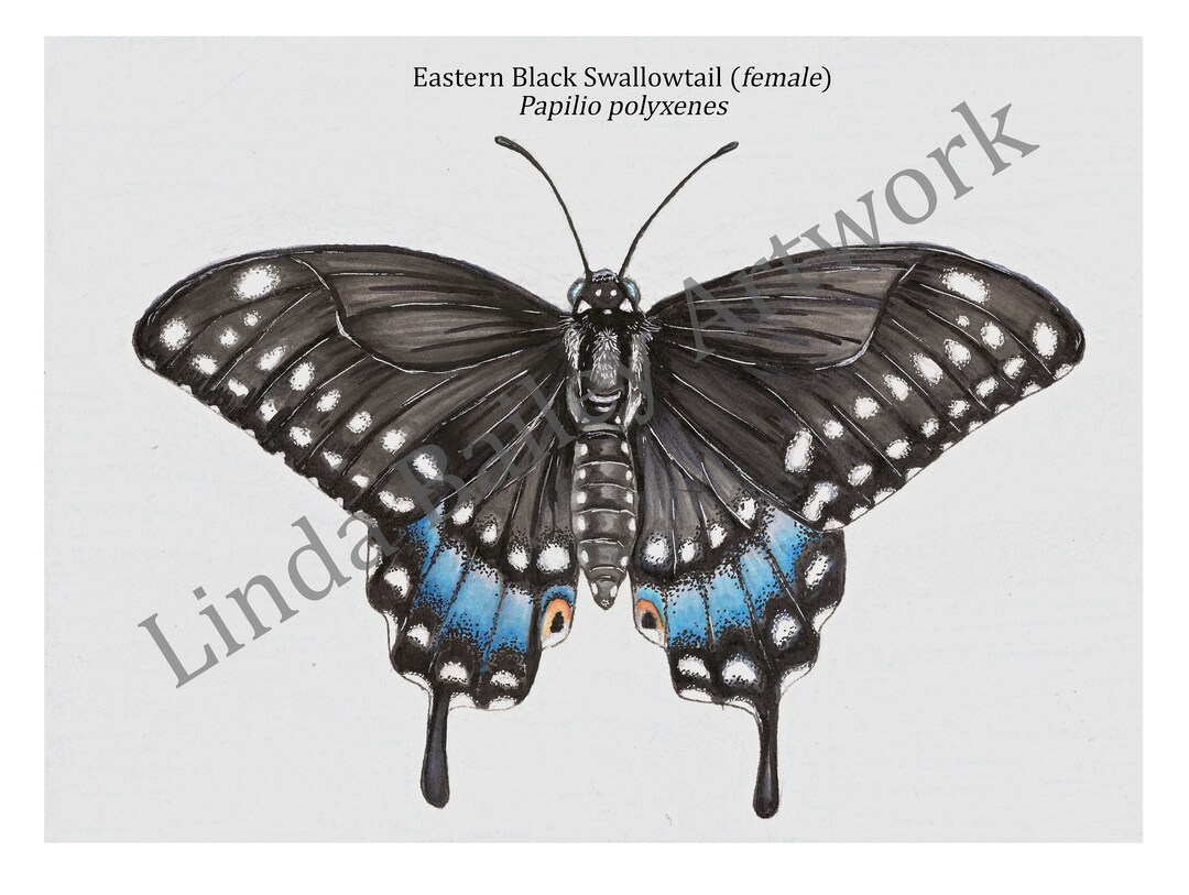 DIGITAL PRINT Black Swallowtail (female) Butterfly Printable Original ...
