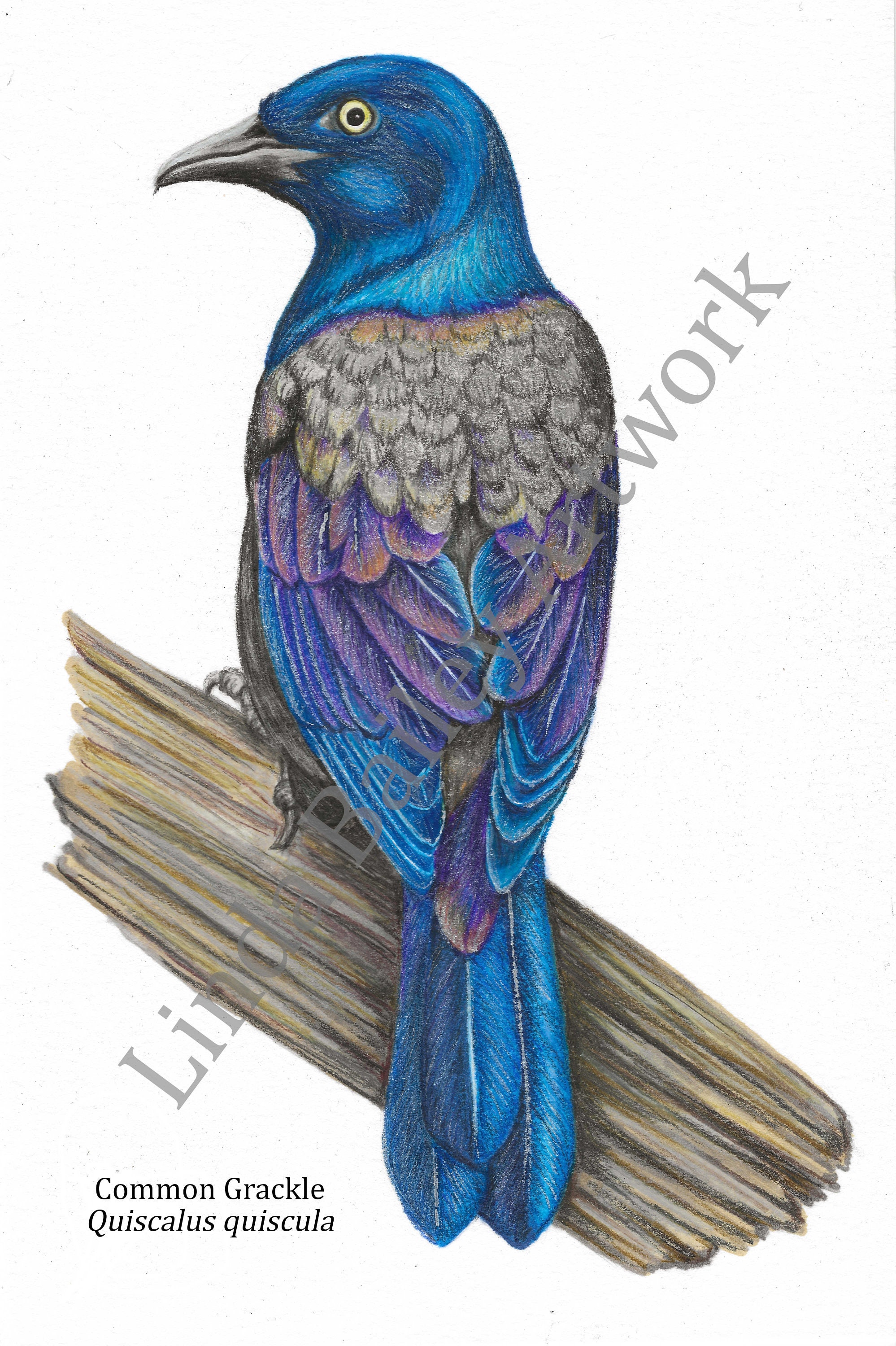 DIGITAL PRINT Common Grackle Printable Original Artwork - Etsy Australia