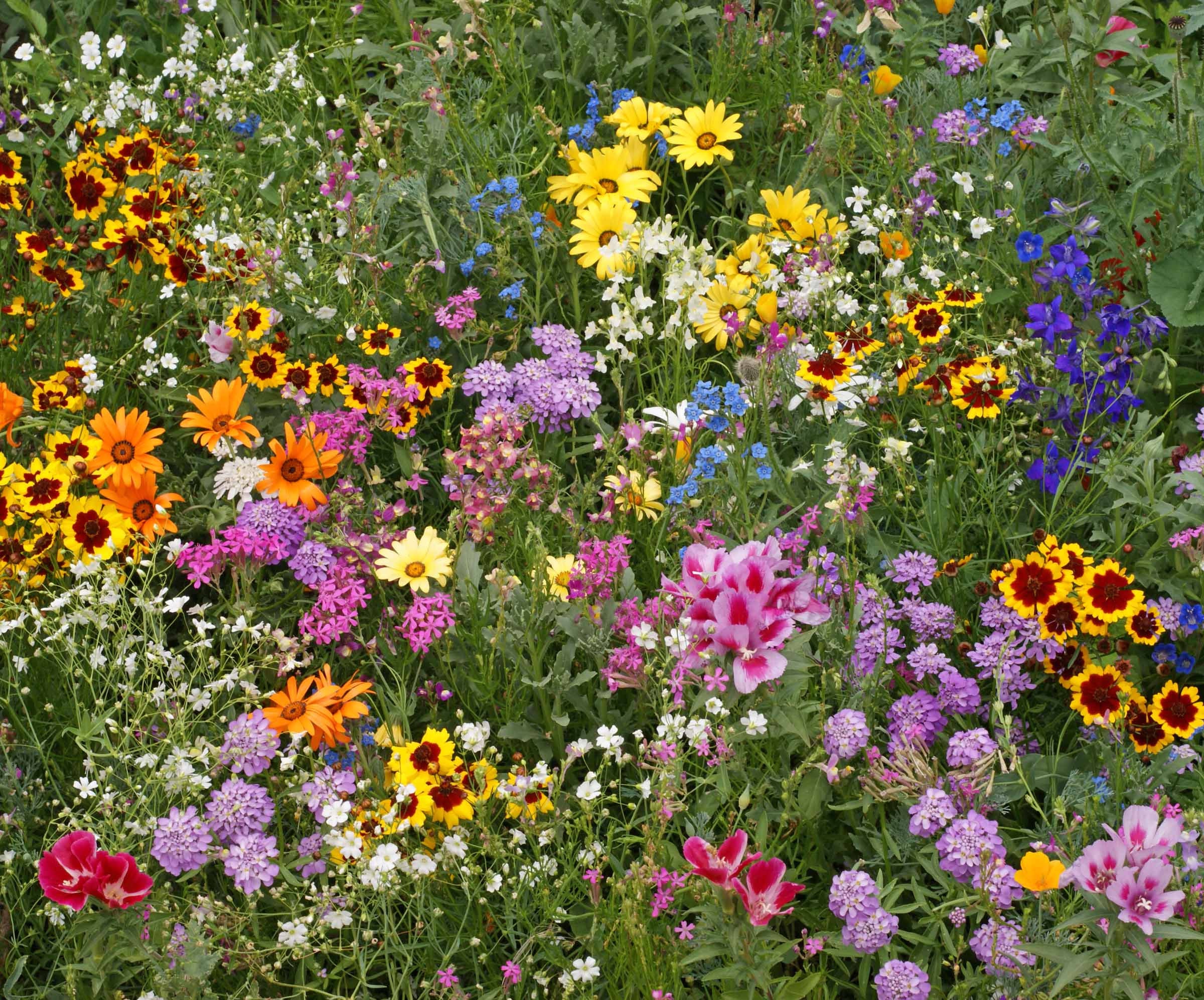 Wildflower Seed Kit Seed Markers Perennial Flower Seeds Etsy Wildflower Seed Kit Seed Markers Perennial Flower Seeds Etsy