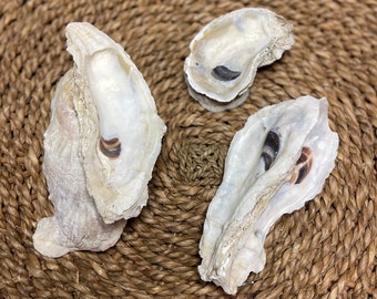 Oyster Shell With a Crab Hand Painted - Etsy