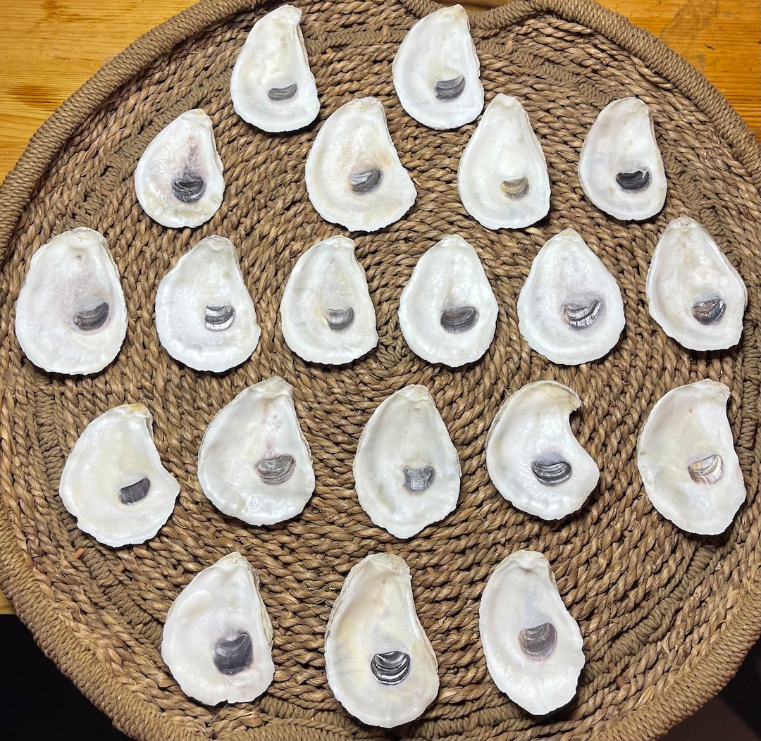 25 Large ( Around 4 Inches) Oyster Shells With Holes| Crafting Ready ...