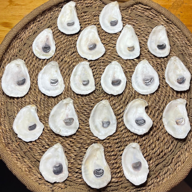 Oyster Shell Plain - Etsy