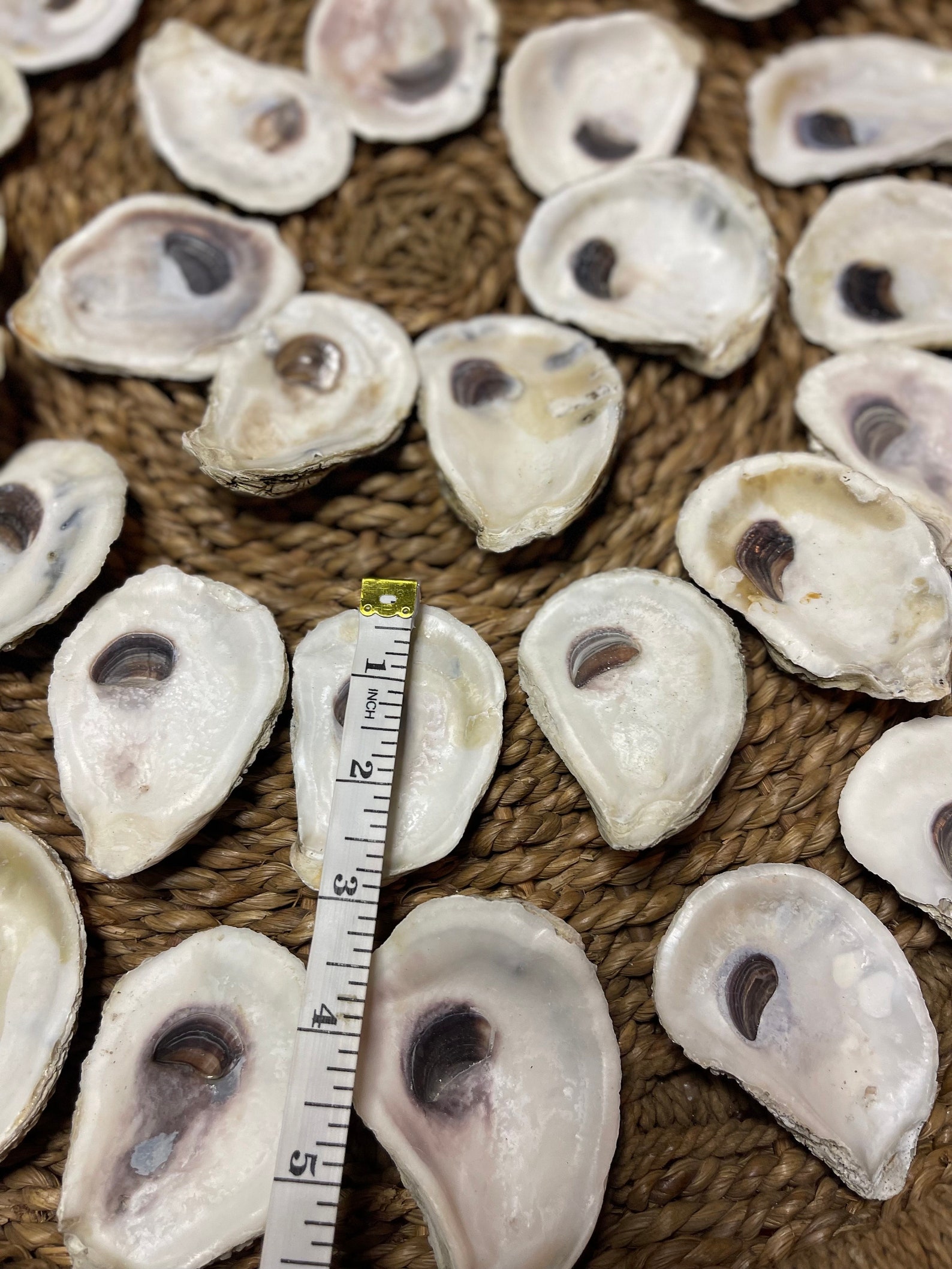 Set of 50 Small around 2 or 3 Inches Oyster Shells Crafting Ready ...