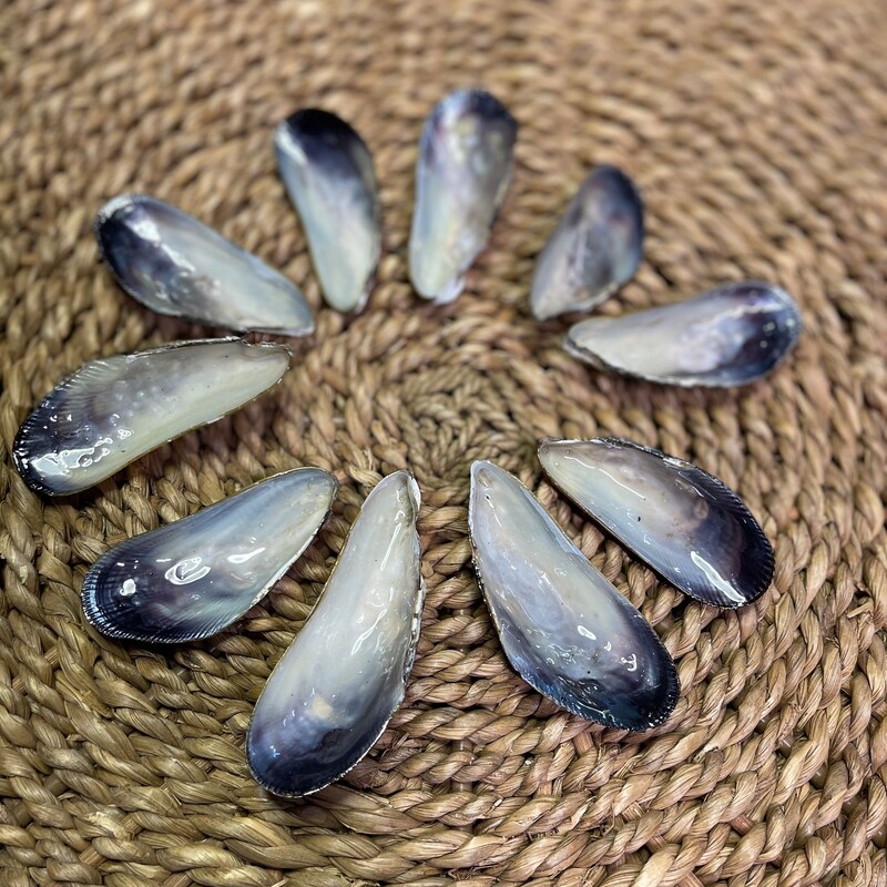 Mussel Shells - Etsy