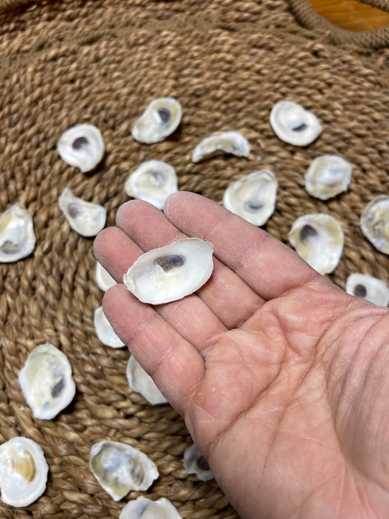 30 Baby Oyster Shells (.5 - 1.5)| Crafting Ready | Nautical Decor - Etsy