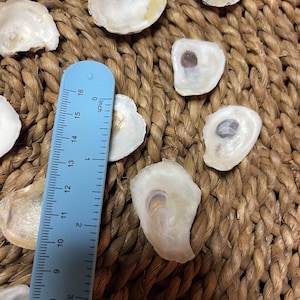 Set of 30 Baby Oyster Shells (.5 - 1.5)| Crafting Ready | Nautical ...