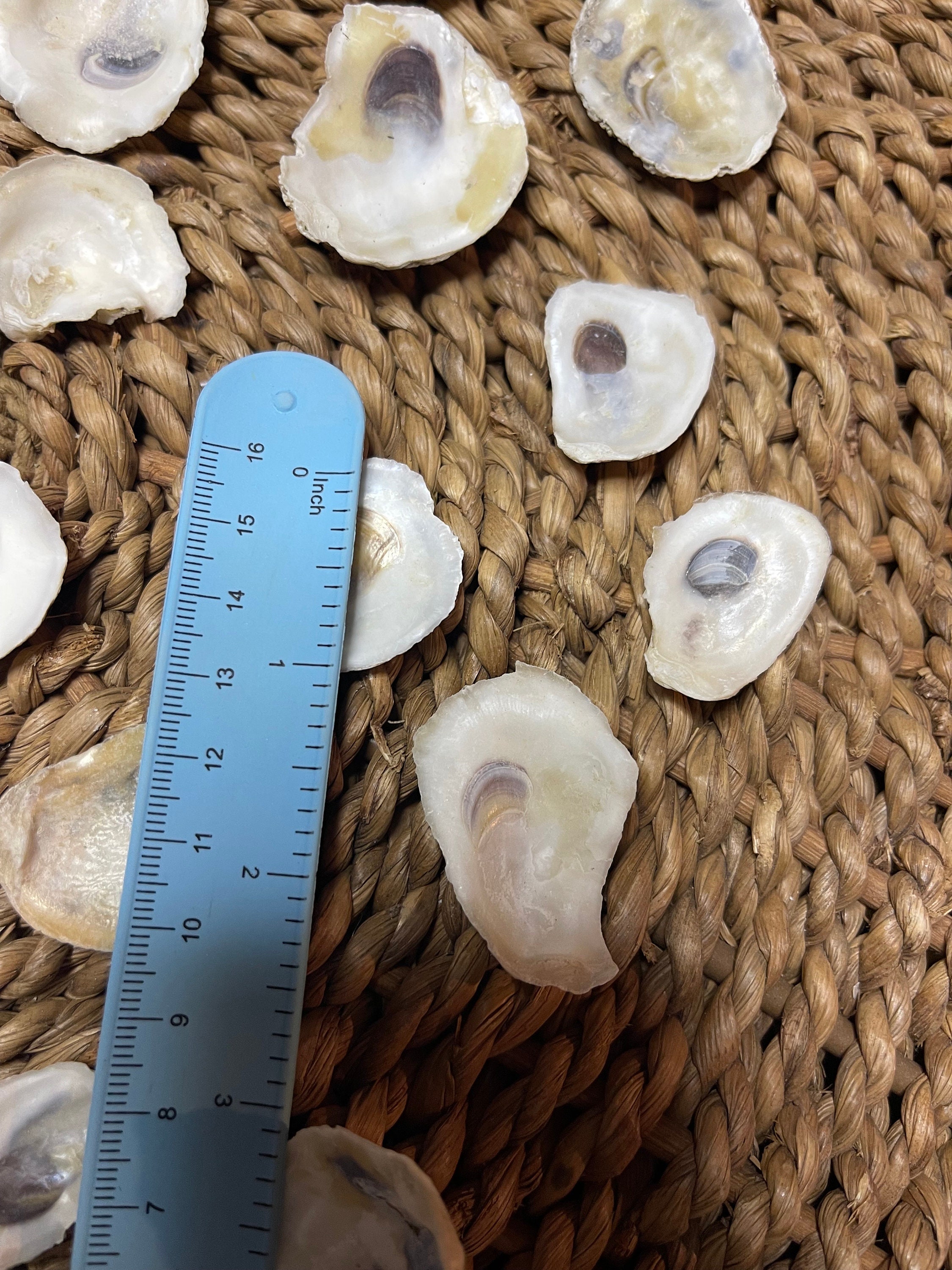 Set of 30 Baby Oyster Shells .5 1inch Crafting Ready Nautical Decor ...