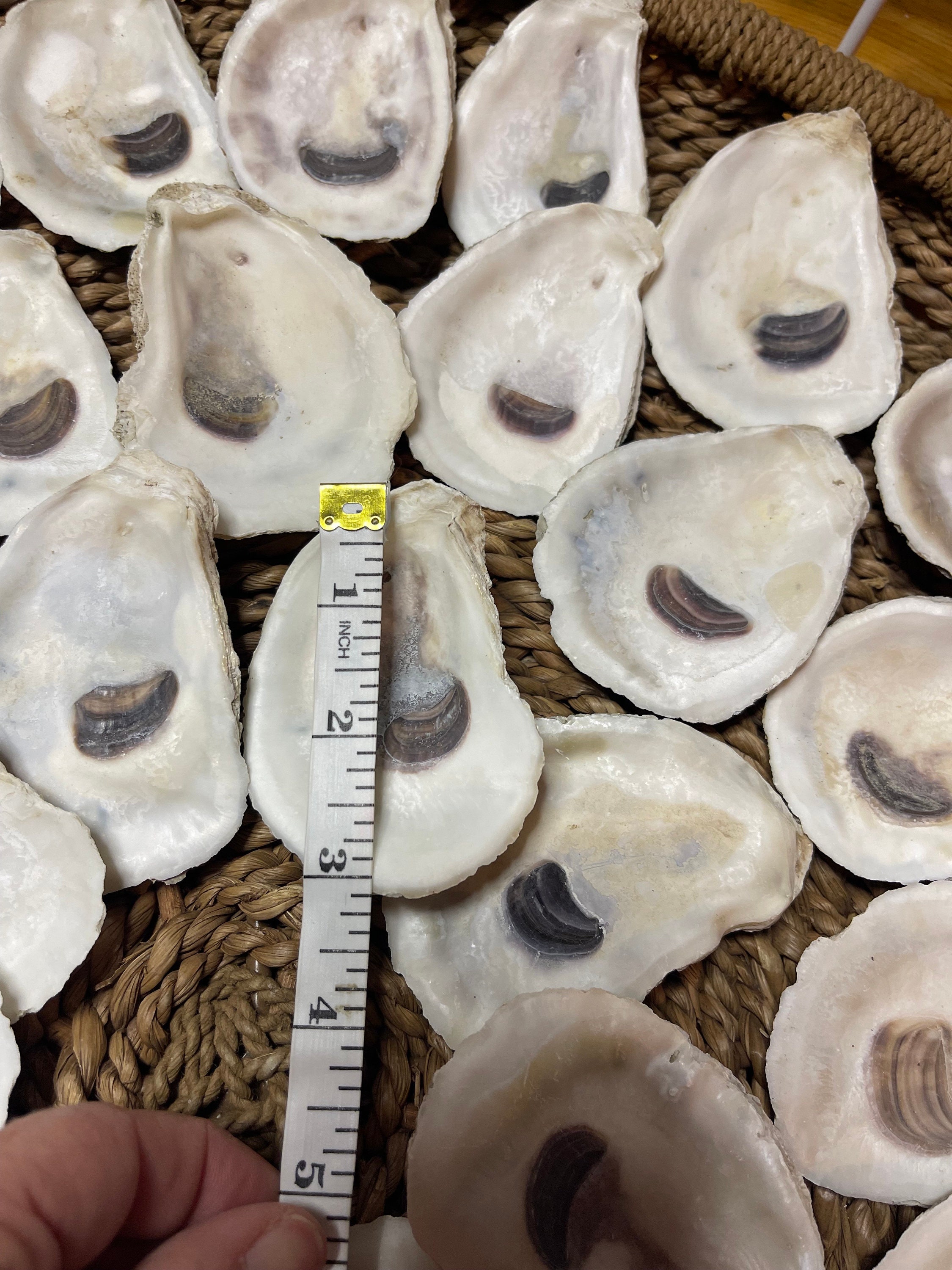 Set of 50 Medium around 3.5 or 4 Inches Oyster Shells With Holes ...
