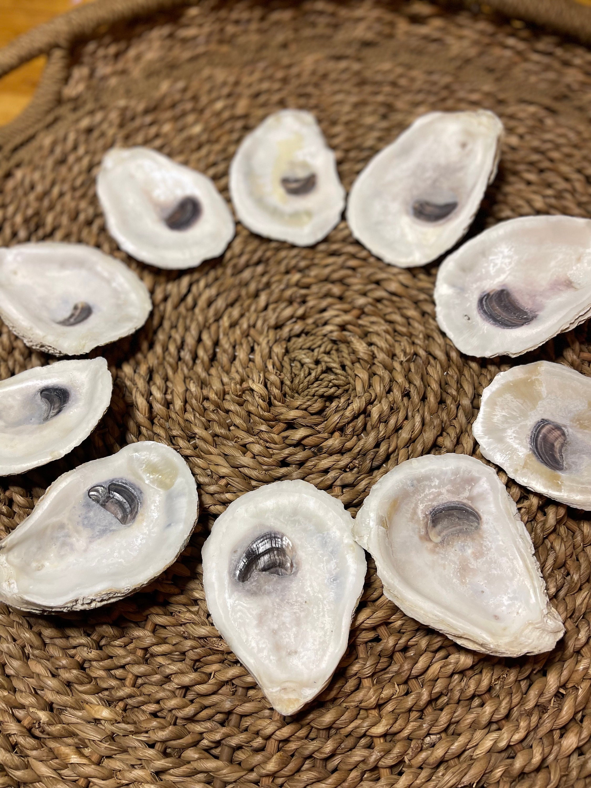 Set of 10 Medium (around 3.5 - 4 Inches) Oyster Shells | Crafting Ready ...