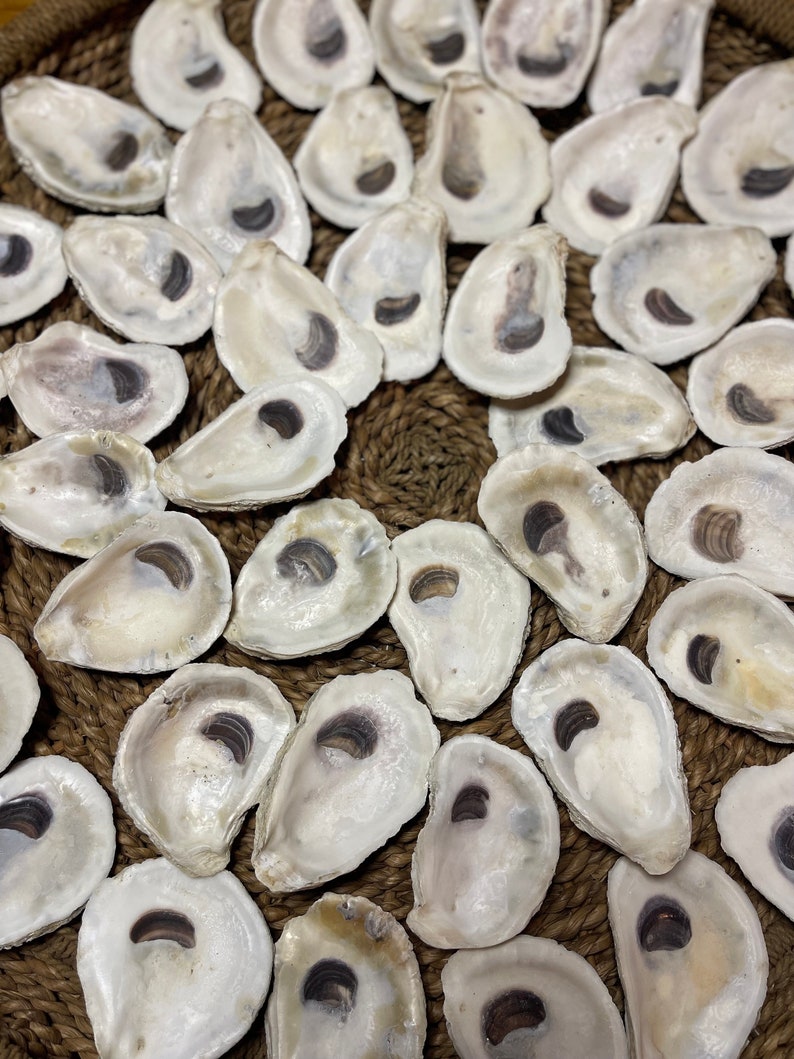 Set of 50 Medium around 3.5 or 4 Inches Oyster Shells With Holes ...