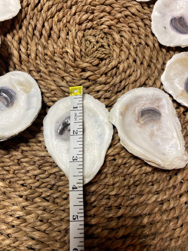 Set of 10 Medium around 3.5 4 Inches Oyster Shells Crafting Ready ...