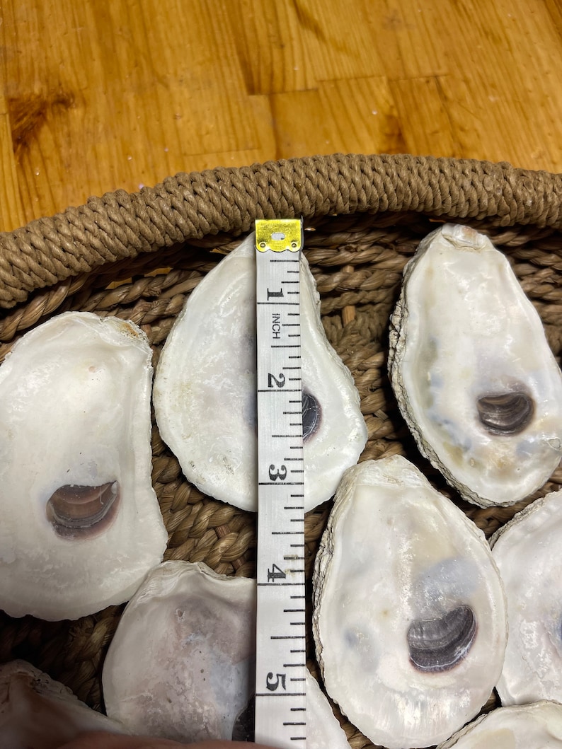 Set of 50 Medium around 3.5 or 4 Inches Oyster Shells With Holes ...