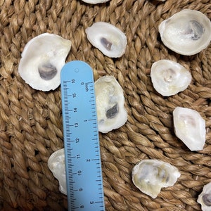30 Baby Oyster Shells (.5 - 1.5)| Crafting Ready | Nautical Decor - Etsy