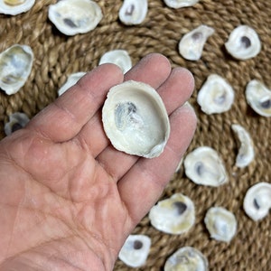 Set of 30 Baby Oyster Shells (.5 - 1.5)| Crafting Ready | Nautical ...