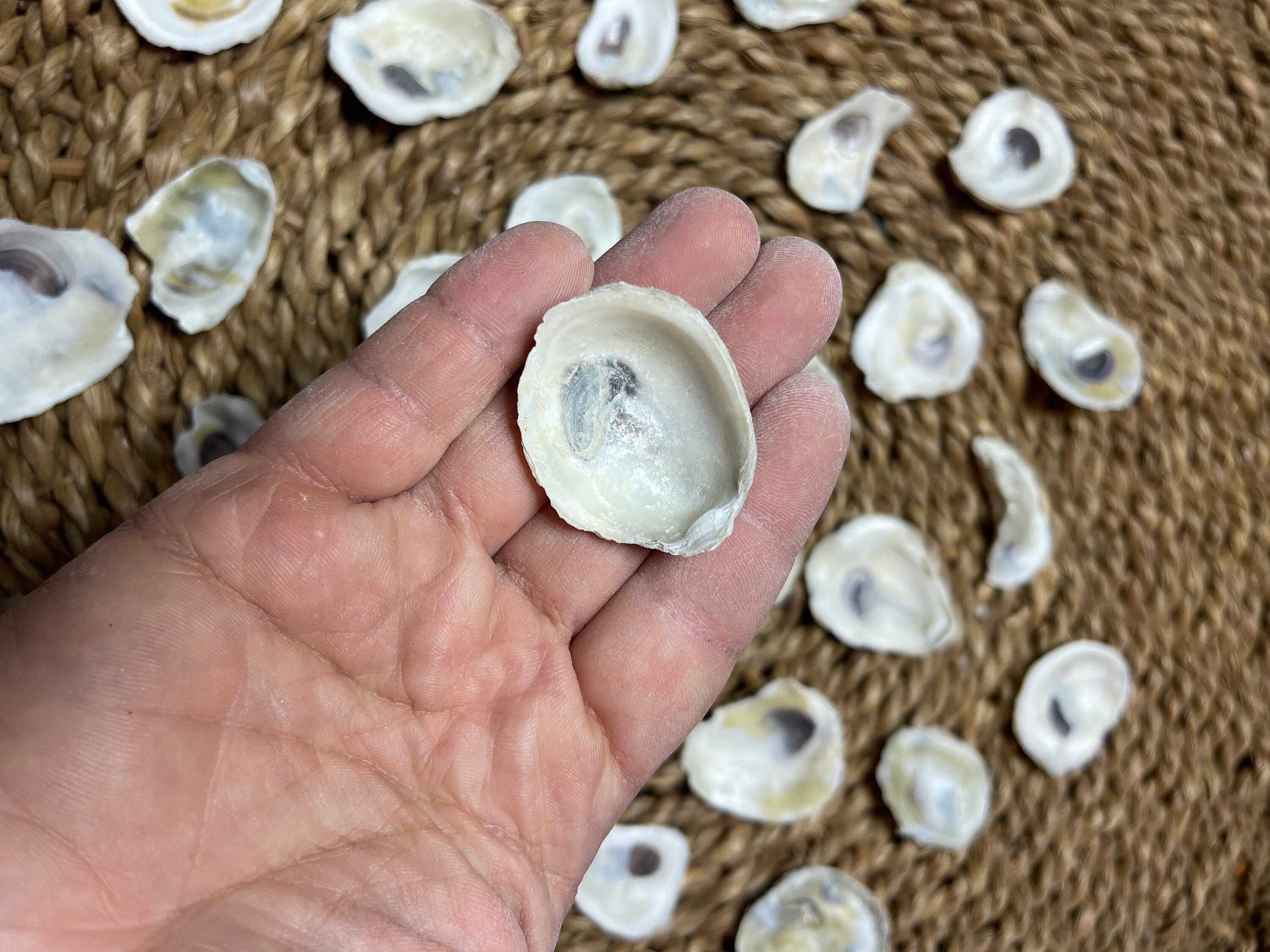 Set of 30 Baby Oyster Shells .5 1inch Crafting Ready Nautical Decor ...