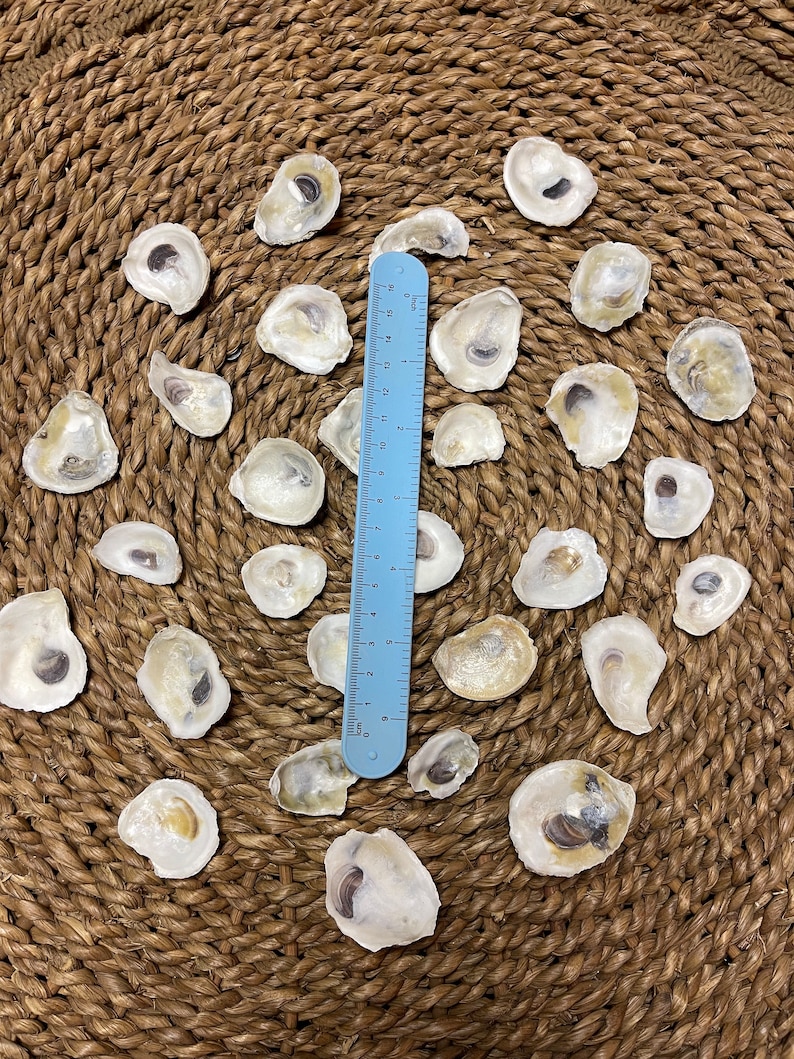 Set of 30 Baby Oyster Shells .5 1inch Crafting Ready Nautical Decor ...