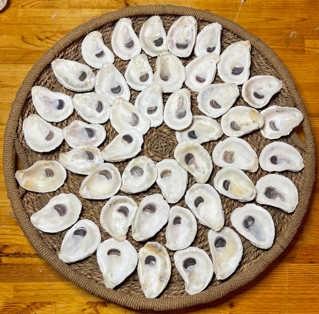 25 Medium Oyster Shells With Holes: Crafting & Nautical Decor - Etsy
