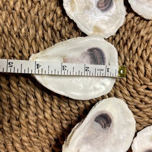 Set of 10 Medium (around 3.5 - 4 Inches) Oyster Shells | Crafting Ready ...