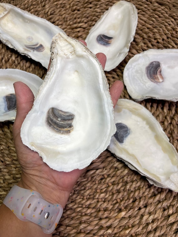Largest Oyster Shell