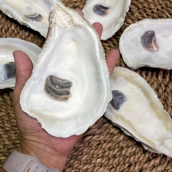 Oyster - Etsy