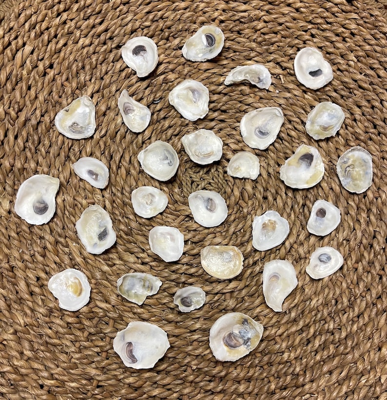 30 Baby Oyster Shells (.5 - 1.5)| Crafting Ready | Nautical Decor - Etsy