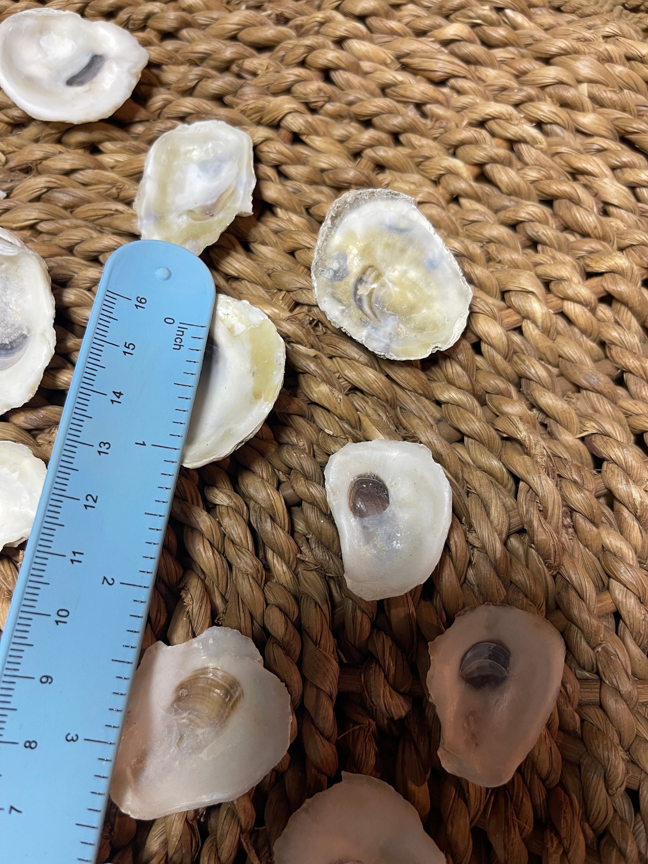 Set of 30 Baby Oyster Shells .5 1inch Crafting Ready Nautical Decor ...