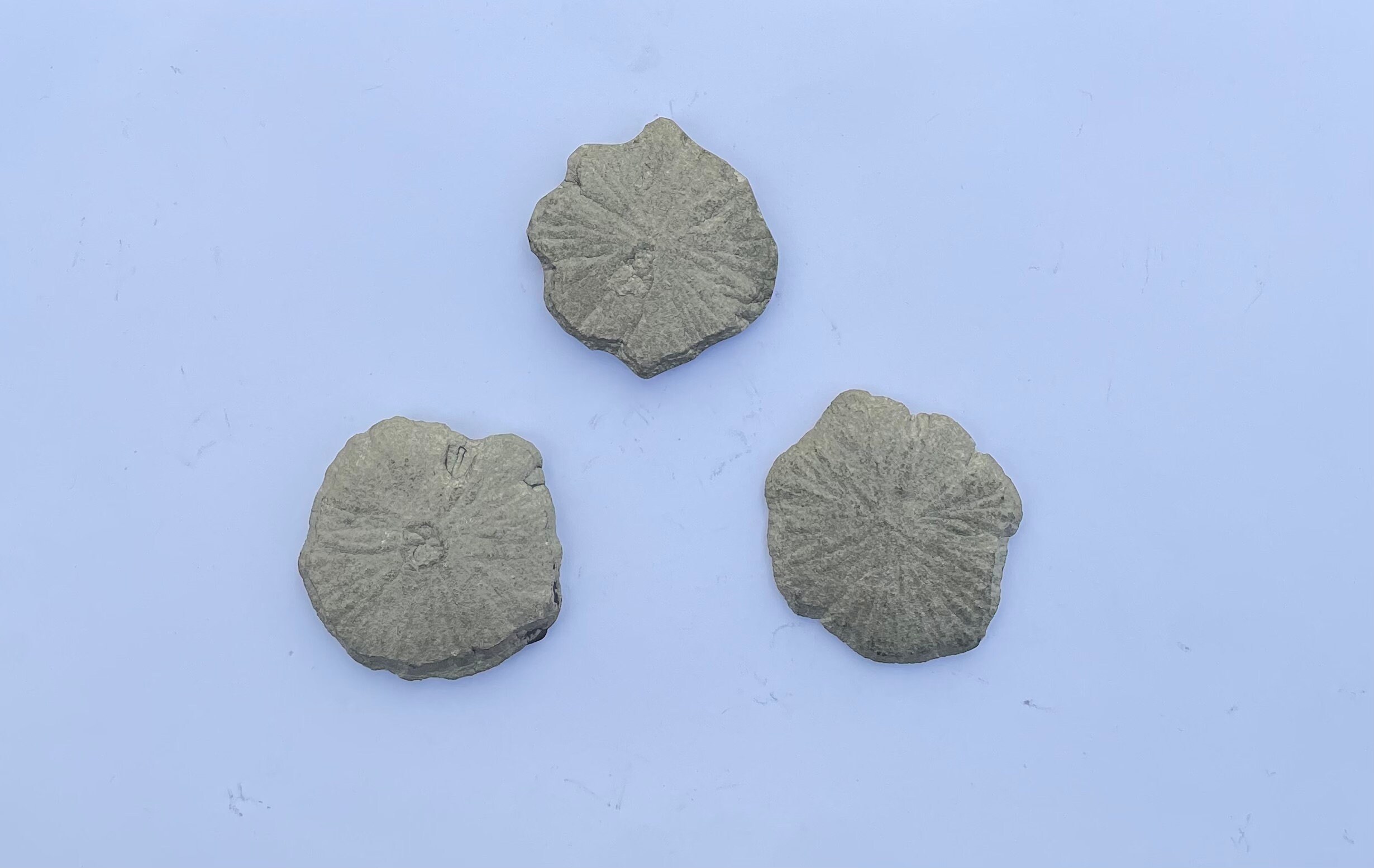 Pyrite Sun Disc - Sulphur Rich - Etsy