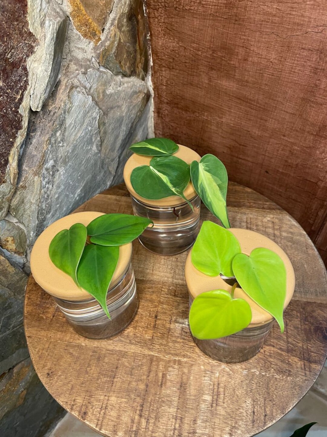Vining Philodendron Cuttings - Your Choice Brasil, Heartleaf, Lemon ...