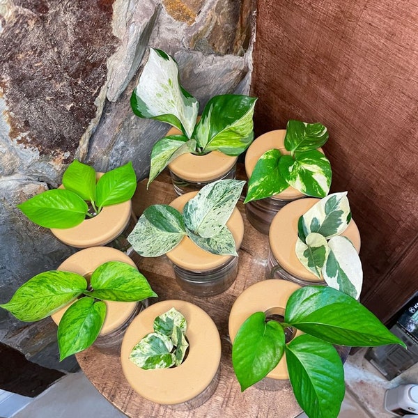 Pothos - Etsy