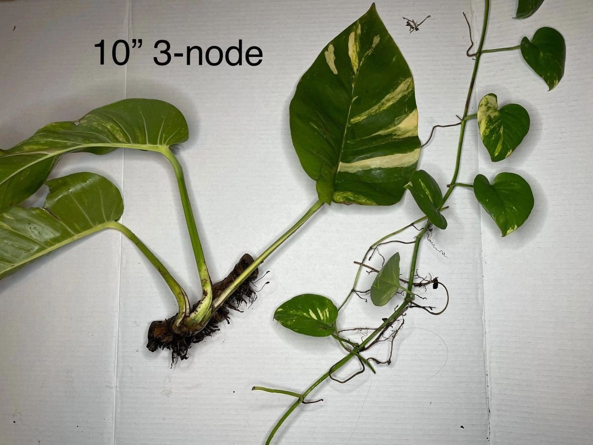 Home & Hobby Giant Variegated Golden Pothos Top Cuttings 12-20 leaves ...