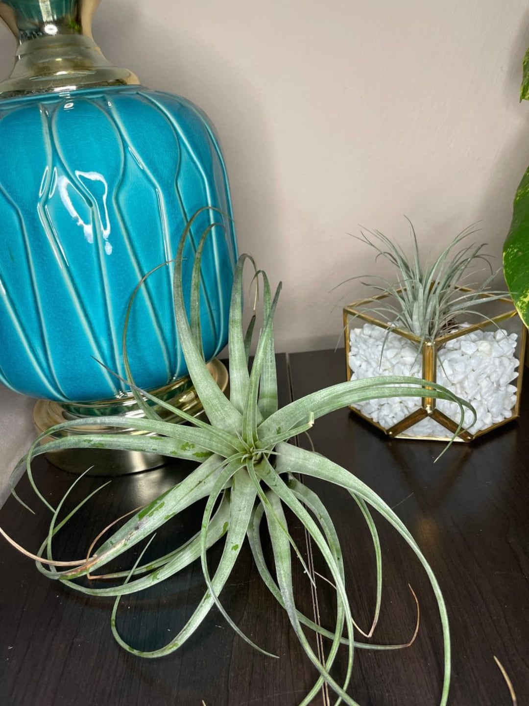 Large Airplant - Stunning Tillandsia for Unique Displays - Sizes Range ...