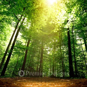 The Sacred Grove: the First Vision - Fine Art Photography Print - Etsy