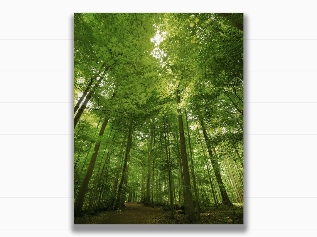 The Sacred Grove: Journey Through the Grove Fine Art Photography Print ...