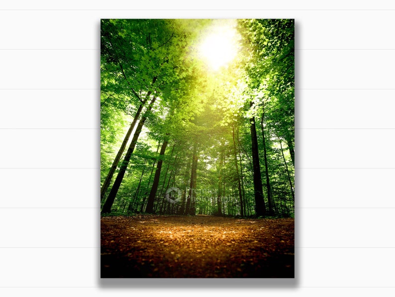 The Sacred Grove: the First Vision - Fine Art Photography Print - Etsy