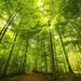 The Sacred Grove: Journey Through the Grove - Fine Art Photography ...