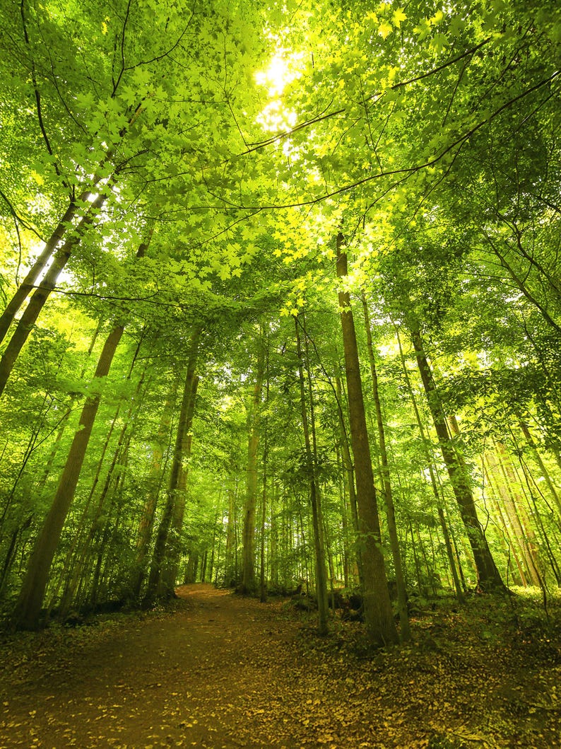 The Sacred Grove: Journey Through the Grove - Fine Art Photography ...